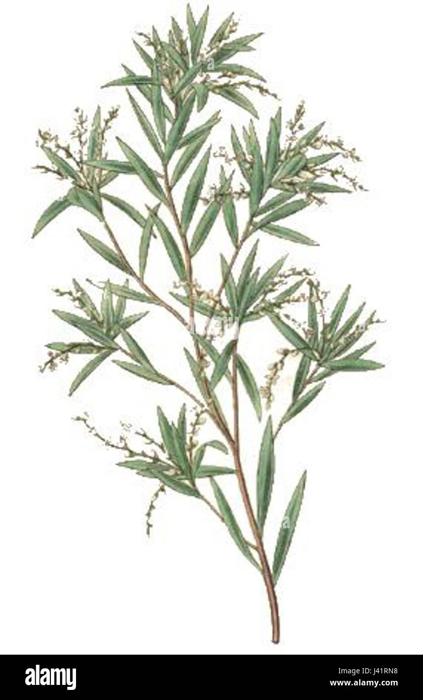 Leucopogon High Resolution Stock Photography and Images - Alamy