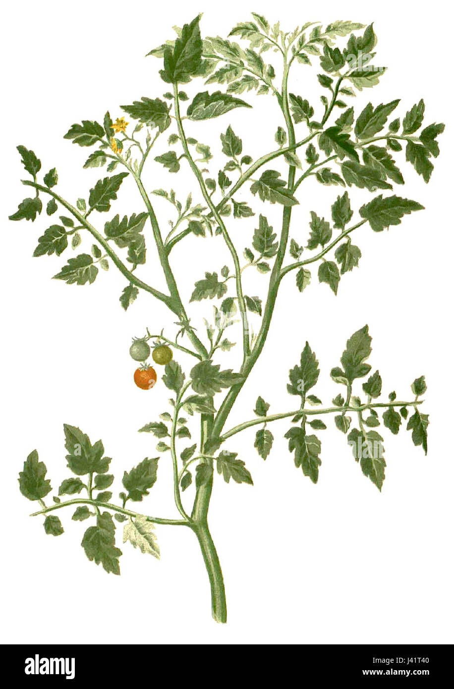 Lycopersicum philippinarum is a species of tomato native to the ...