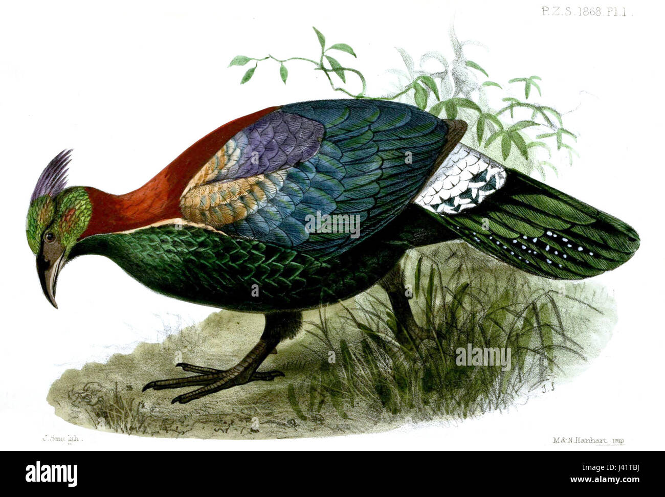Lophophorus Lhuysii, also known as the Himalayan Monal, is a bird ...