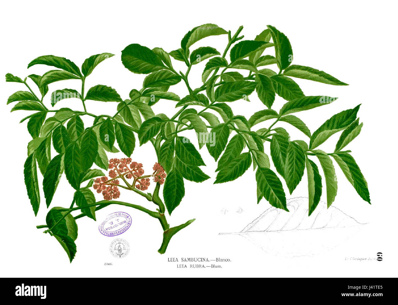 Leea sp Blanco1.60 Stock Photo - Alamy