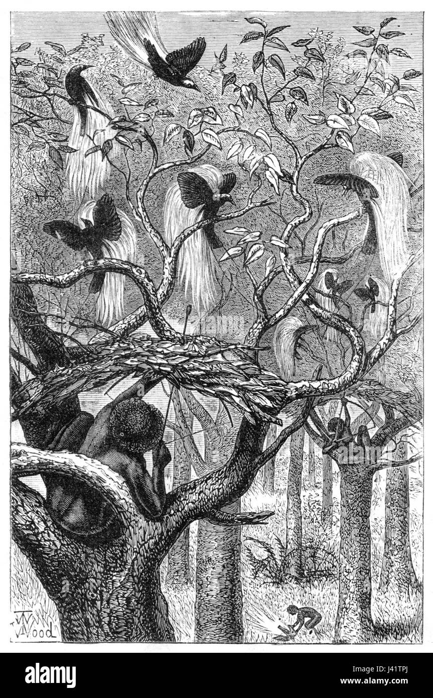 Malay Archipelago Bird of Paradise shooting Stock Photo - Alamy