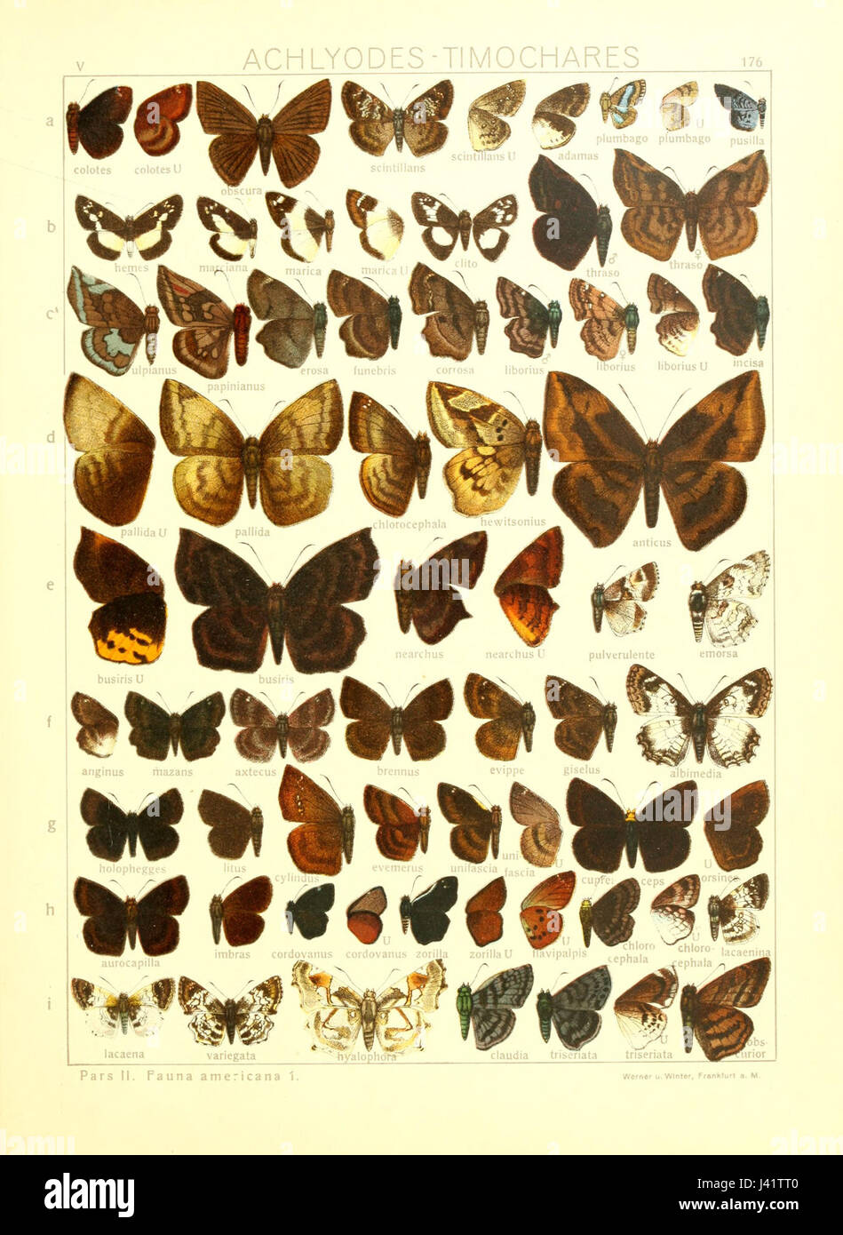 Angle wing butterflies hi-res stock photography and images - Alamy