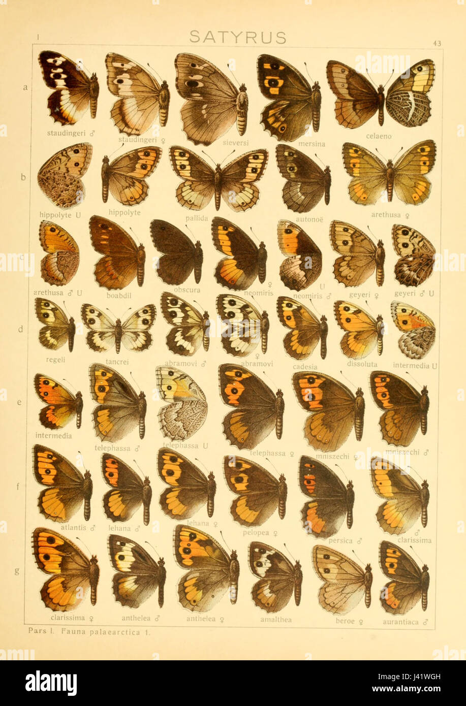 This image features a detailed illustration from 'Macrolepidoptera' by ...