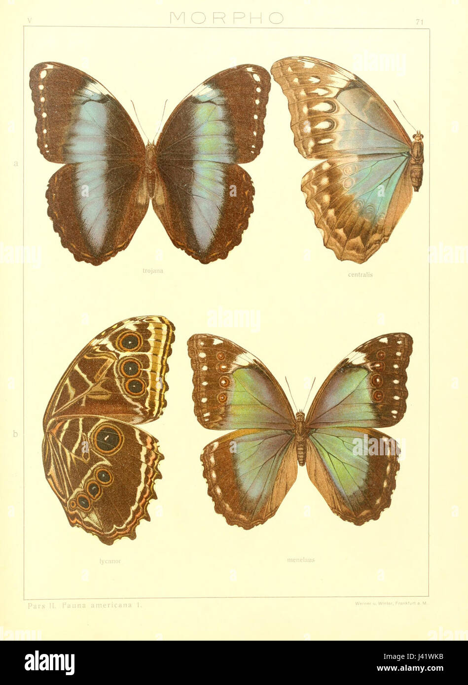 A reference to a work on Macrolepidoptera, detailing a specific species ...
