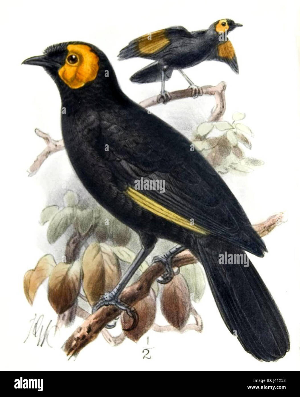 'MacGregor's Honeyeater 2' is an illustration or description of a bird ...