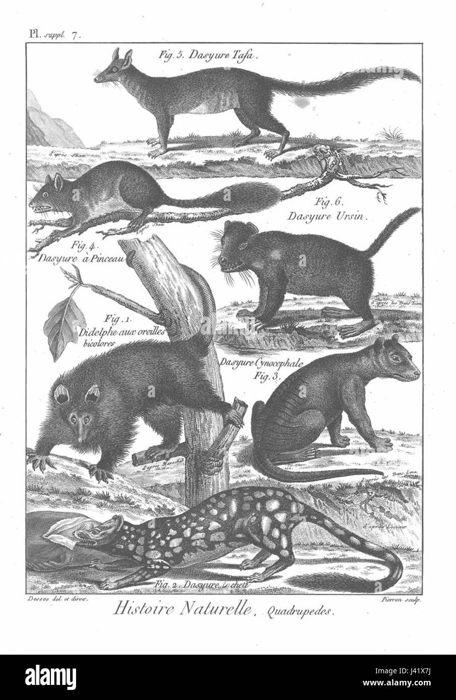 This work provides a comprehensive description of mammal species ...