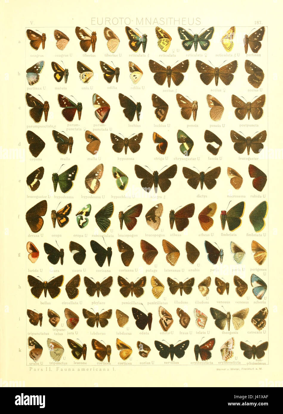 This title likely refers to a study or work on Macrolepidoptera, a ...