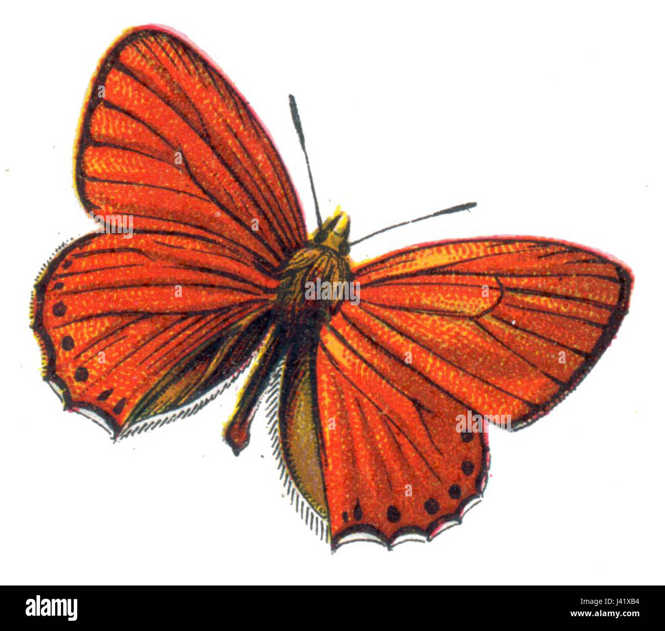 Lycaena virgaureae, commonly known as the Gold Copper, is a species of ...