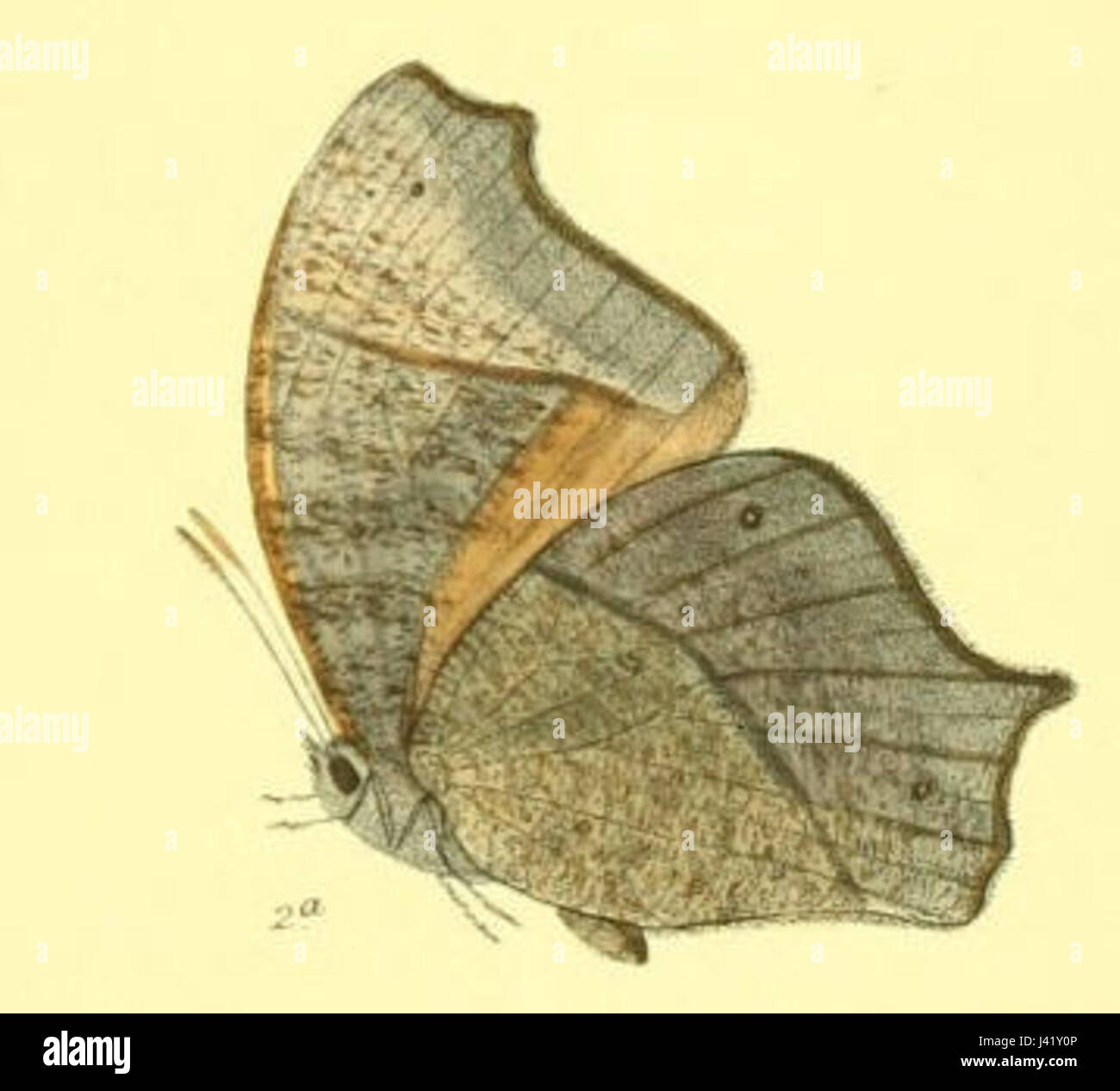 Philippine butterflies hi-res stock photography and images - Alamy