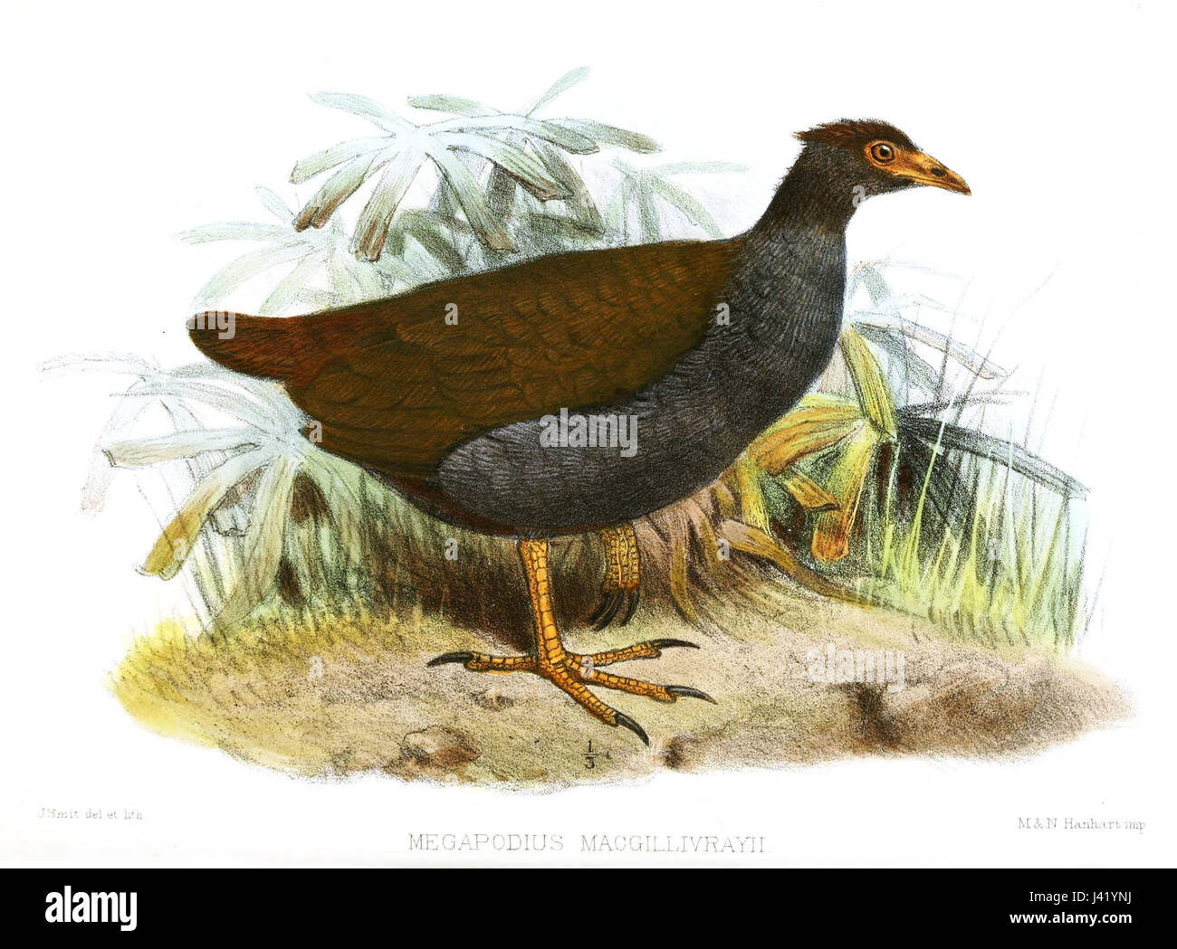 Megapodius macgillivrayii, also known as MacGillivrayâ€™s megapode, is ...