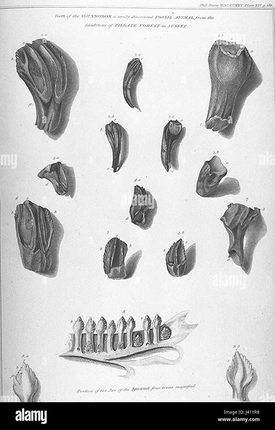 Mantell's Iguanodon teeth Stock Photo - Alamy