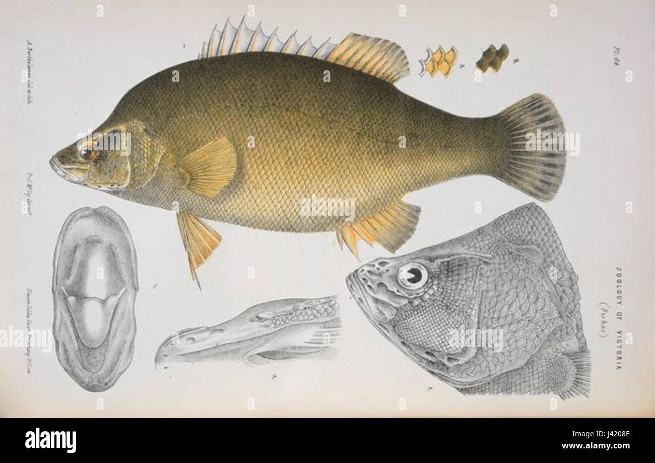 'Macquaria ambigua,' a species commonly known as the golden perch, was ...