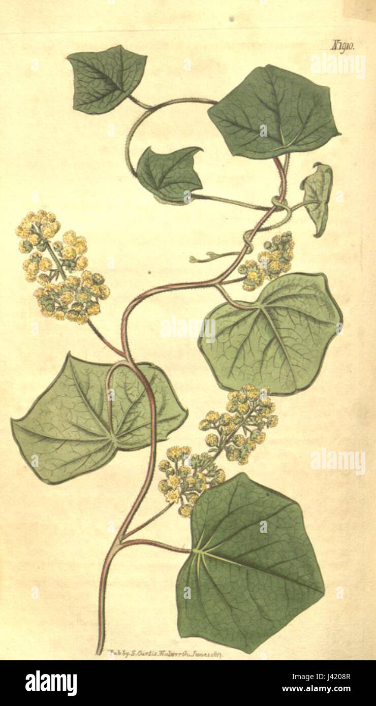 Menispermum canadense, commonly known as Canadian moonseed, is a ...