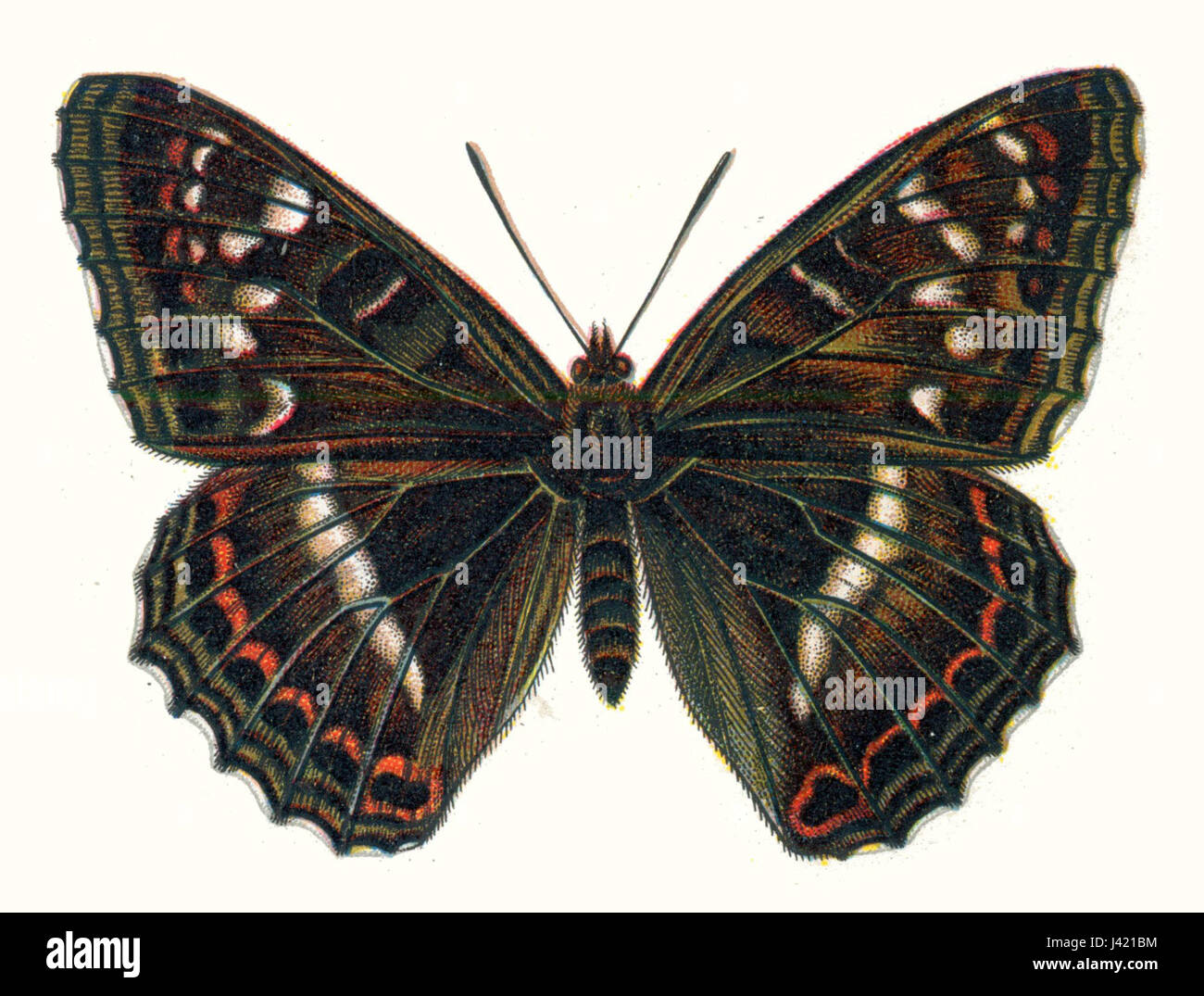 Limenitis populi male par Nemos Stock Photo - Alamy