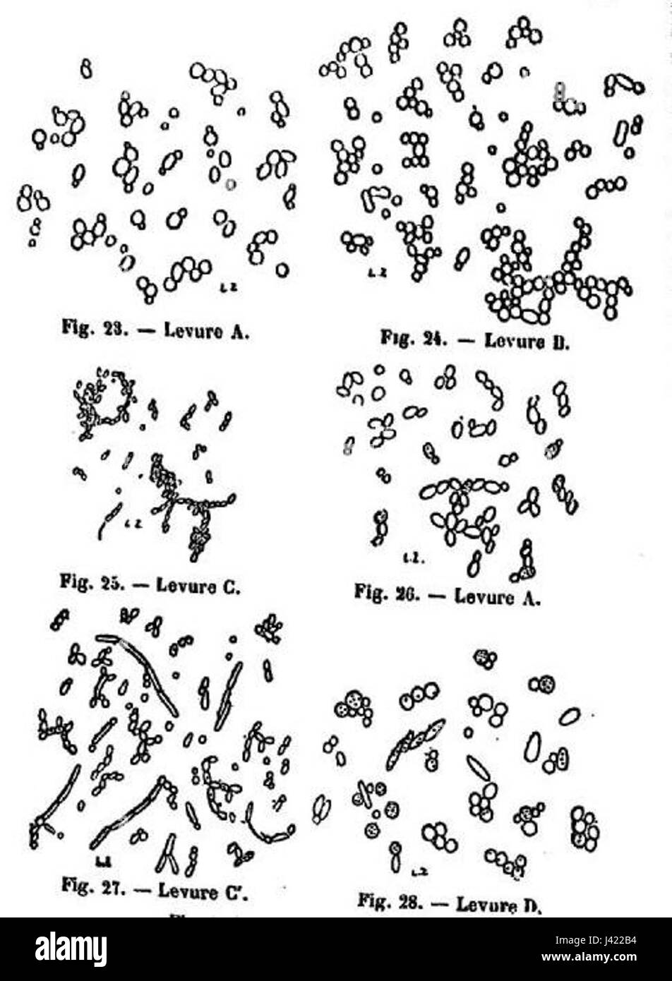 French techniques Cut Out Stock Images & Pictures - Alamy