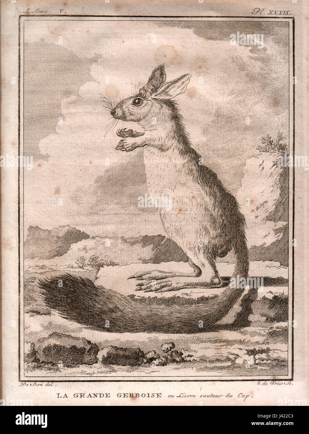 'La Grande Gerboise' is an engraving from 'S. Tome V.' illustrating a ...