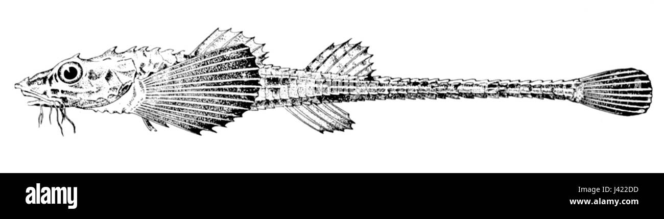 Pholidae hi-res stock photography and images - Alamy