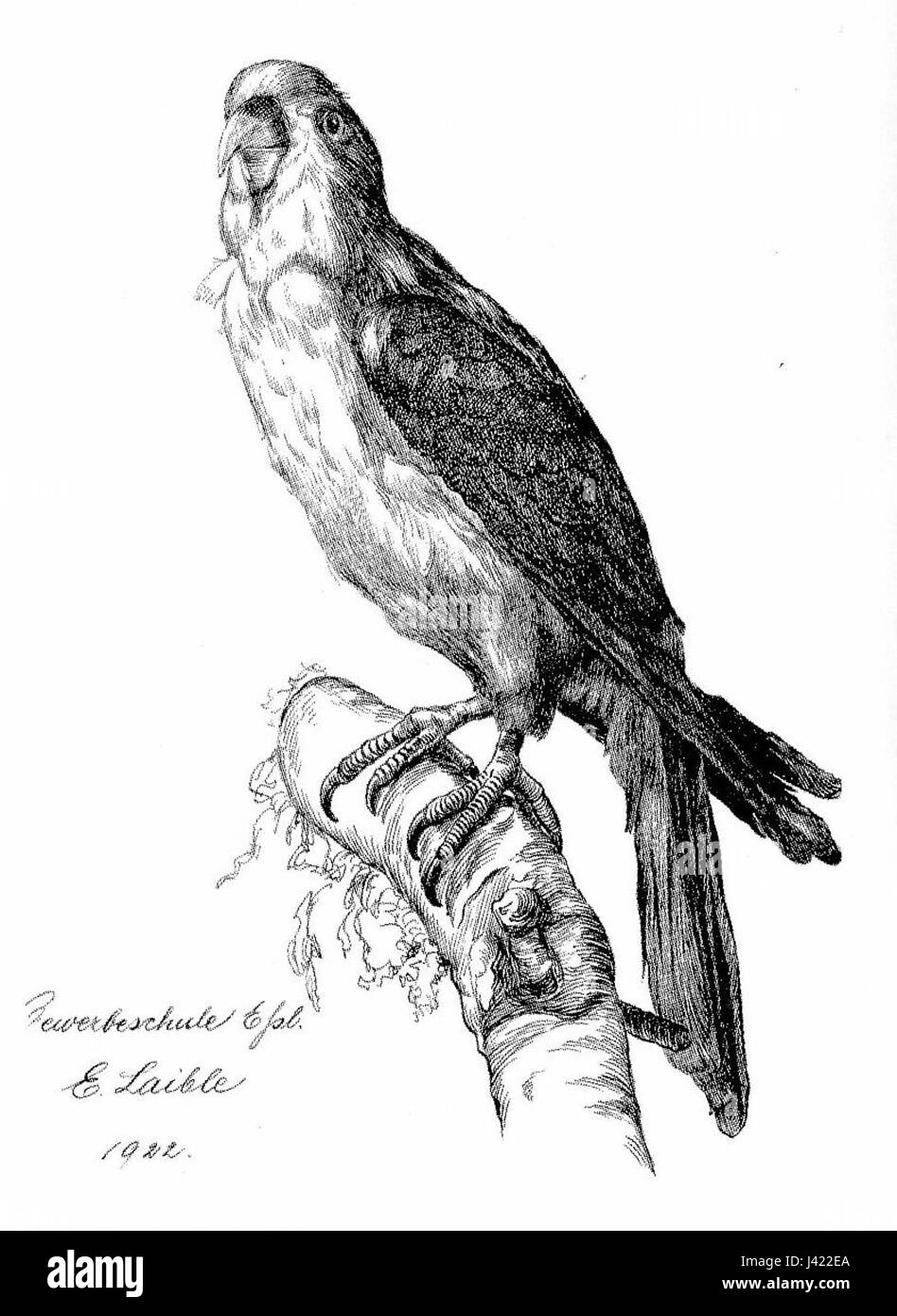 Laible hi-res stock photography and images - Alamy