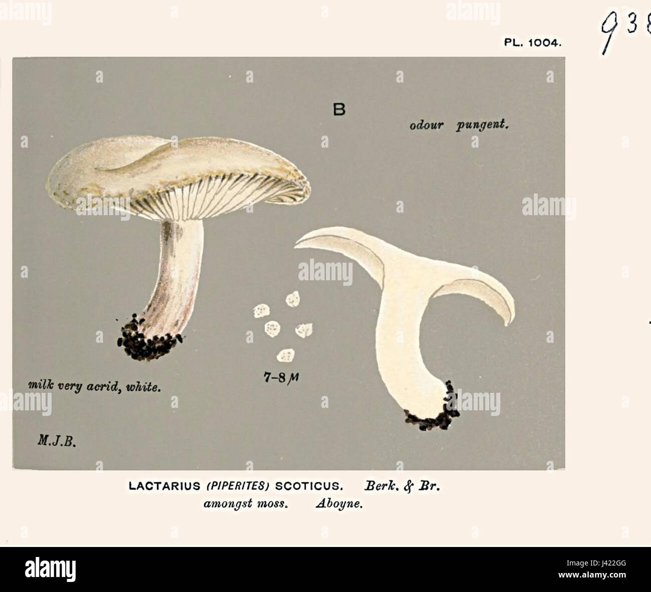 Lactarius scoticus hi-res stock photography and images - Alamy