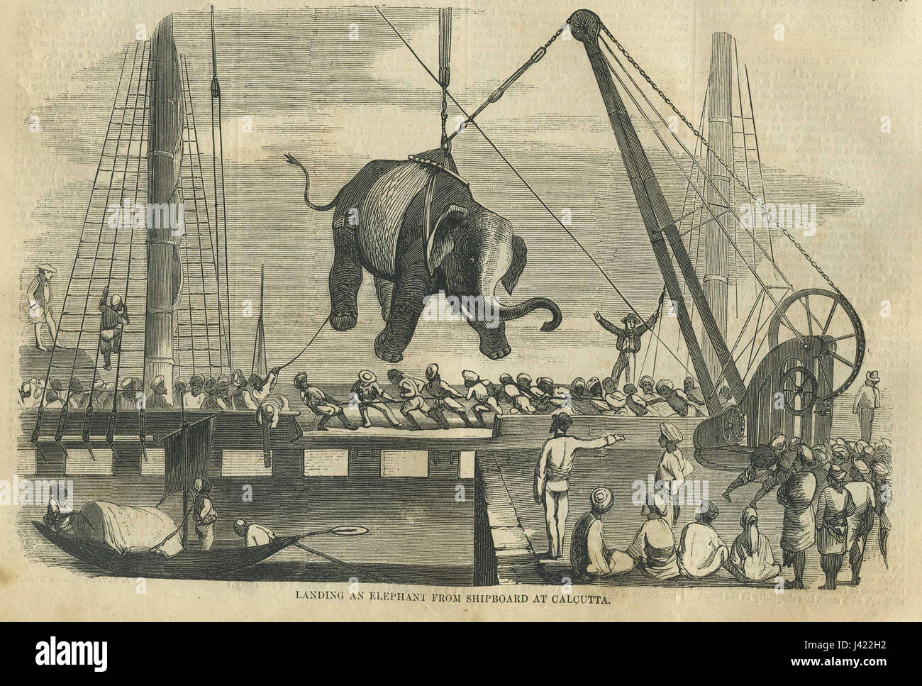 This historical image depicts the moment of landing an elephant from a ...