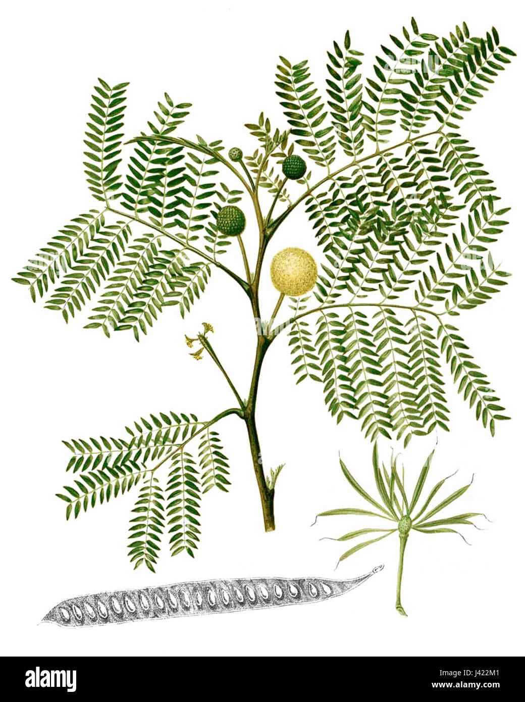 Leucaena leucocephala Blanco2.400 cropped Stock Photo - Alamy