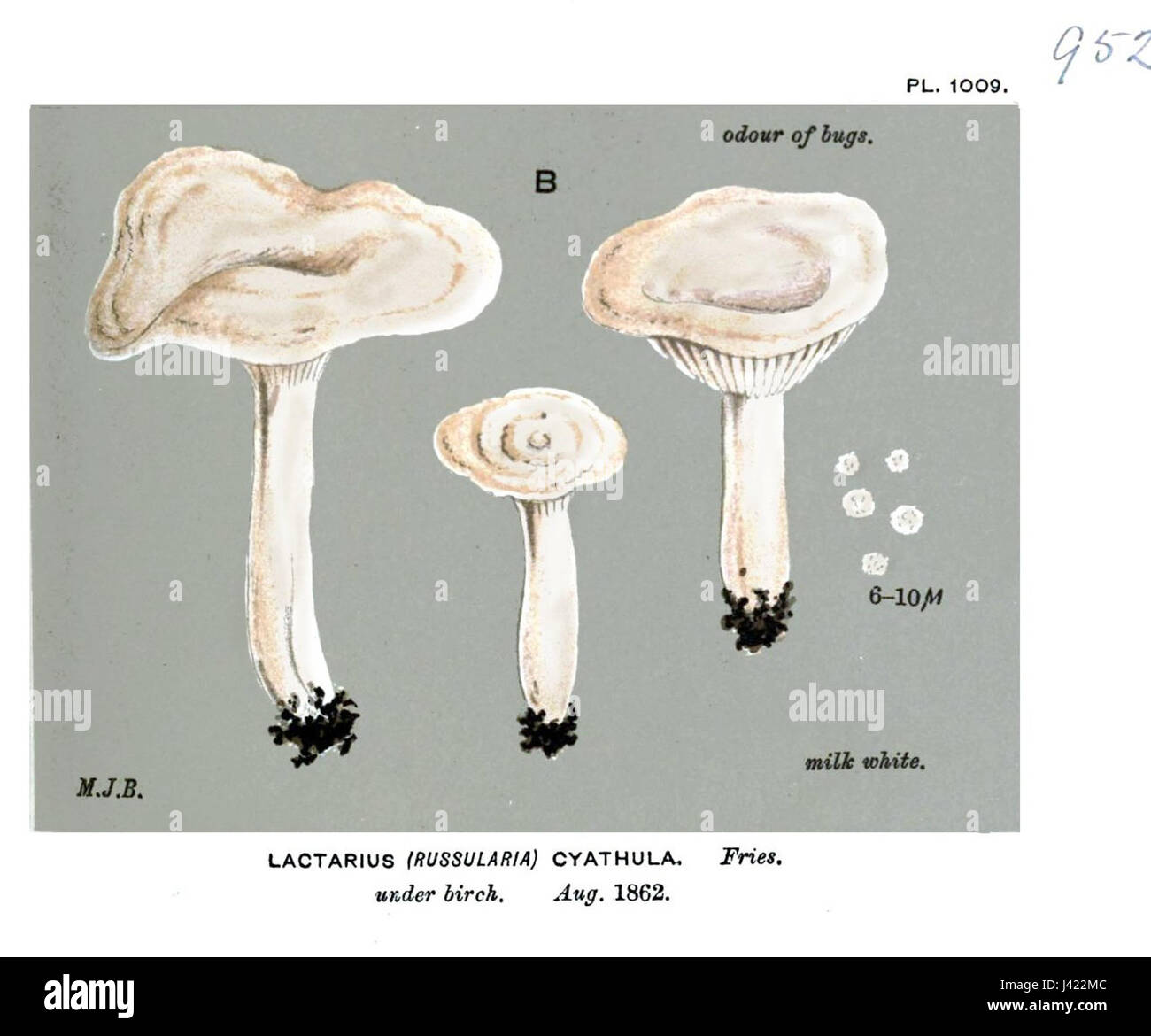 Lactarius cyathula 2 Cooke Stock Photo - Alamy