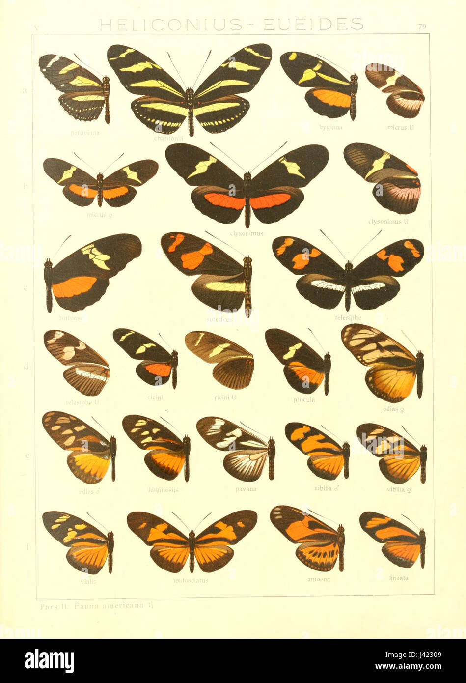 This image shows a specimen of Macrolepidoptera, a large group of moths ...