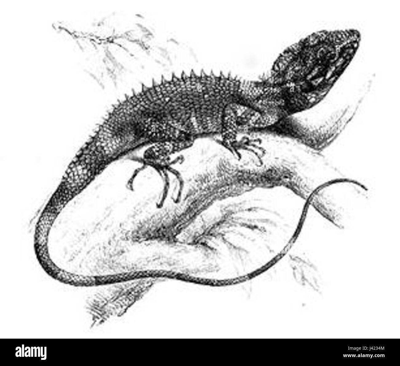 Lophocalotes interruptus hi-res stock photography and images - Alamy