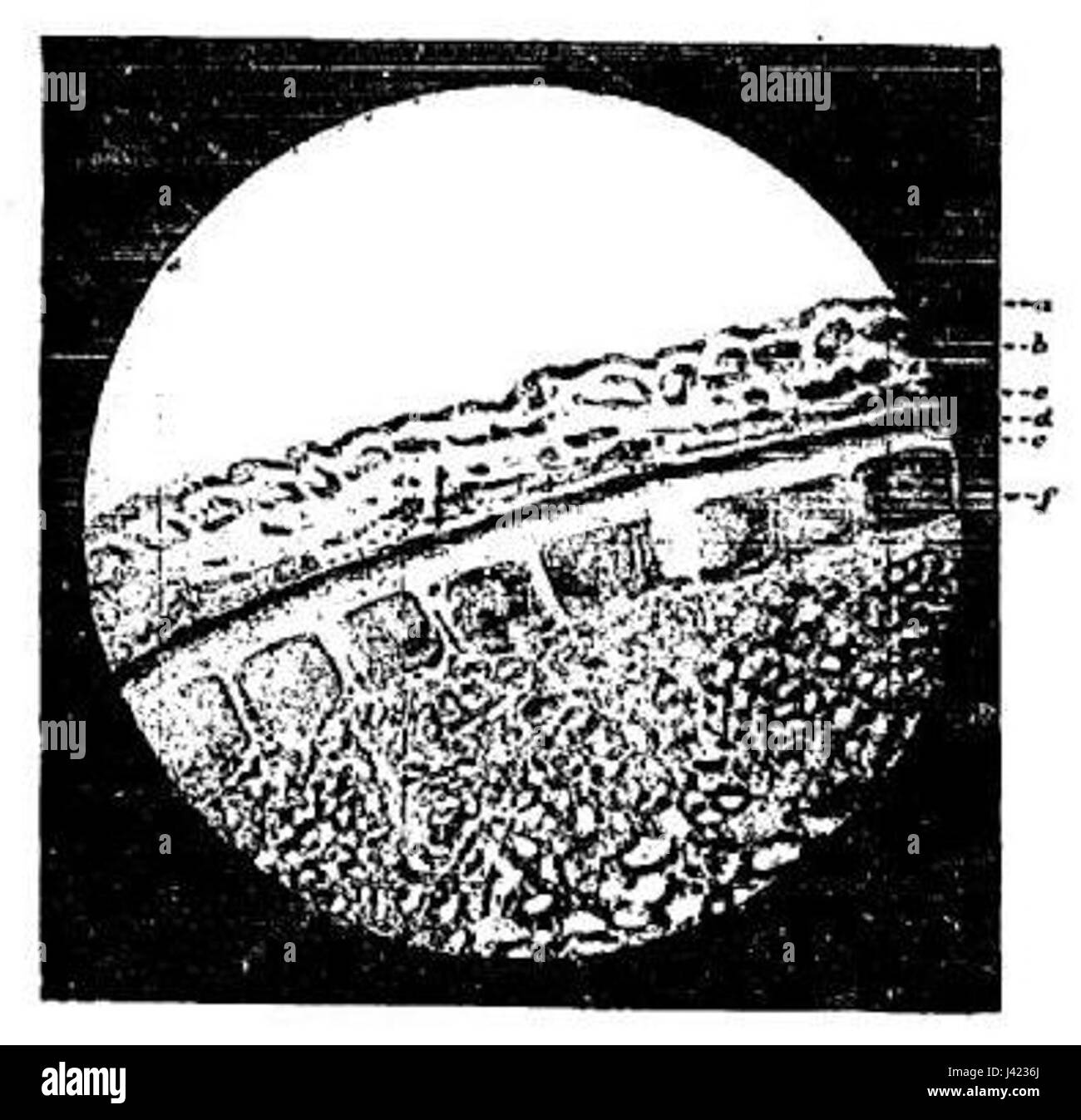 Panification hi-res stock photography and images - Alamy