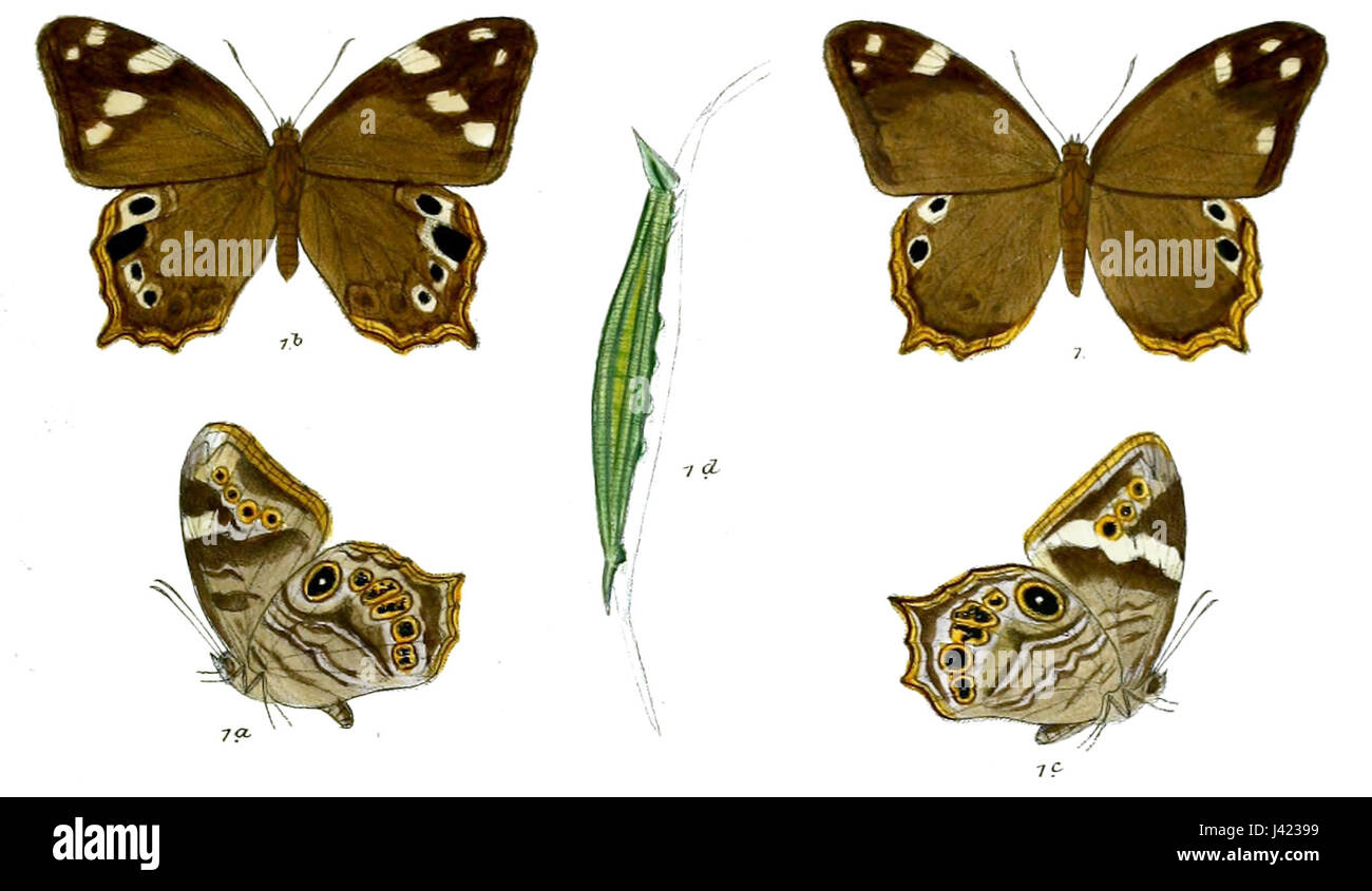 Lethe painting hi-res stock photography and images - Alamy