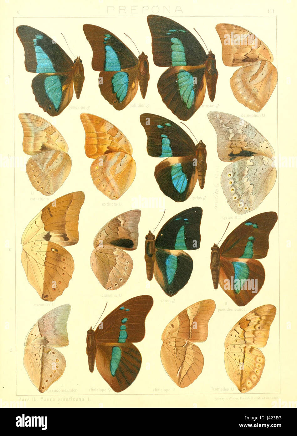 The 'Macrolepidoptera' volume 15, plate 024, illustrates a species of ...