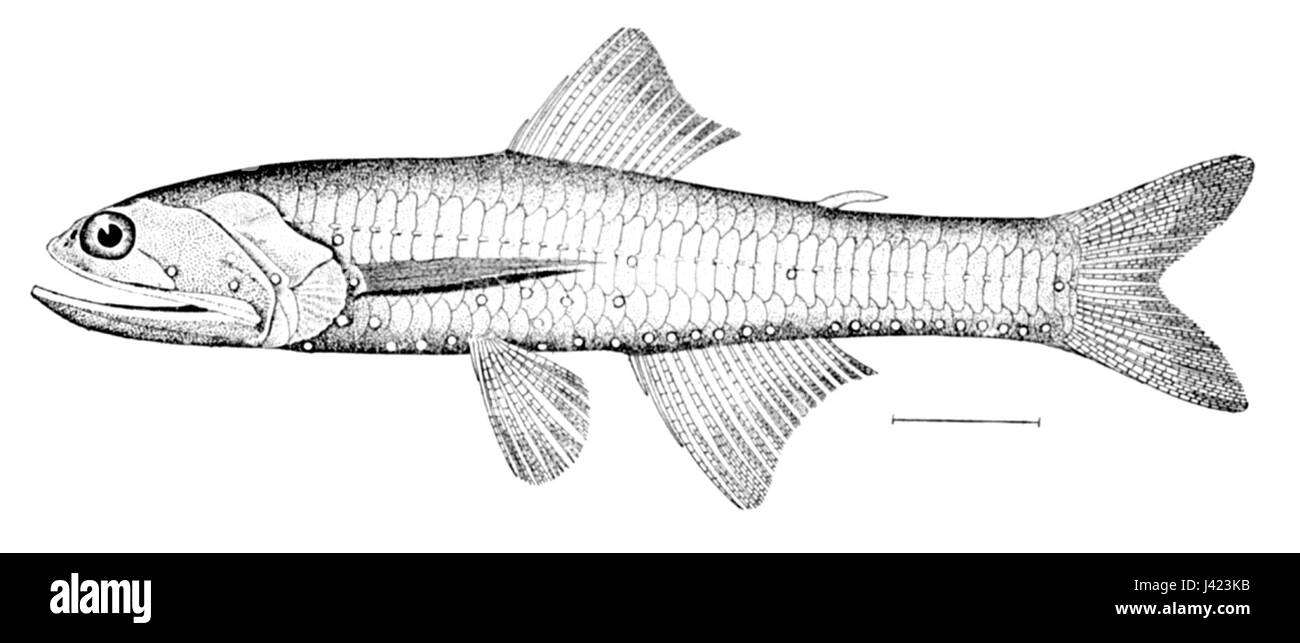 Long narrow head Black and White Stock Photos & Images - Alamy