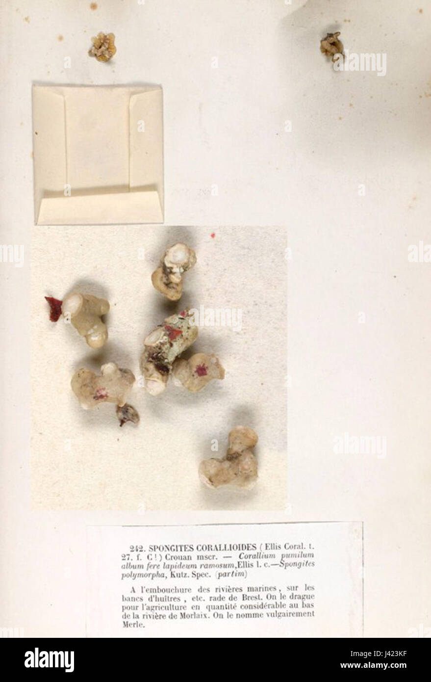 Lithothamnion corallioides Crouan Stock Photo - Alamy