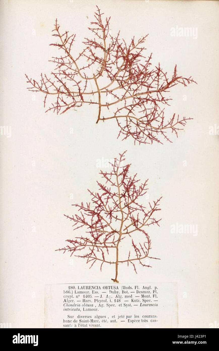 Laurencia hi-res stock photography and images - Alamy