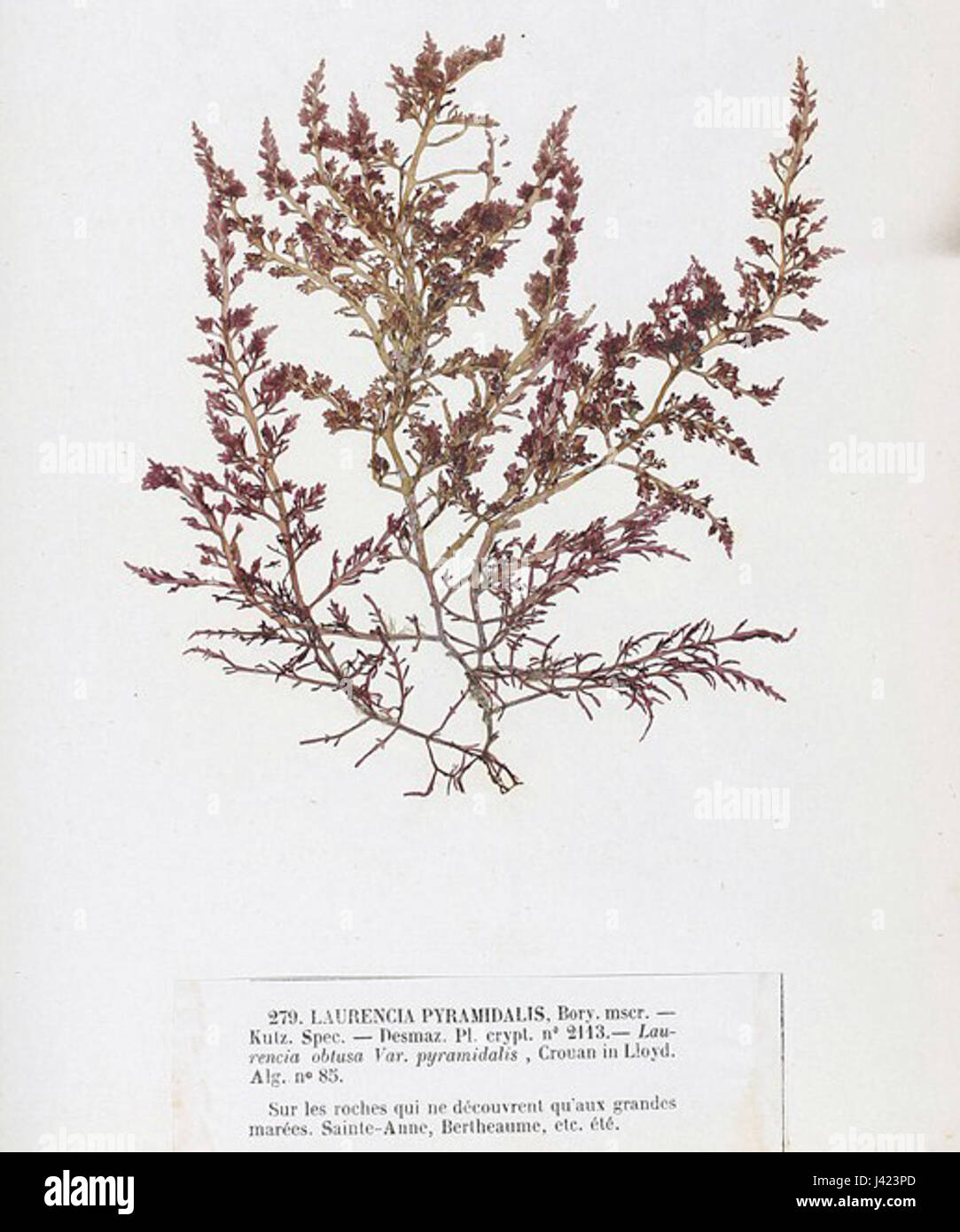 Laurencia hi-res stock photography and images - Alamy