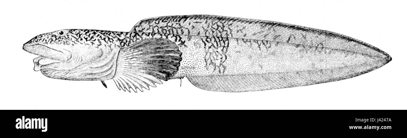 Lycodes reticulatus is a species of fish, known for its distinctive ...