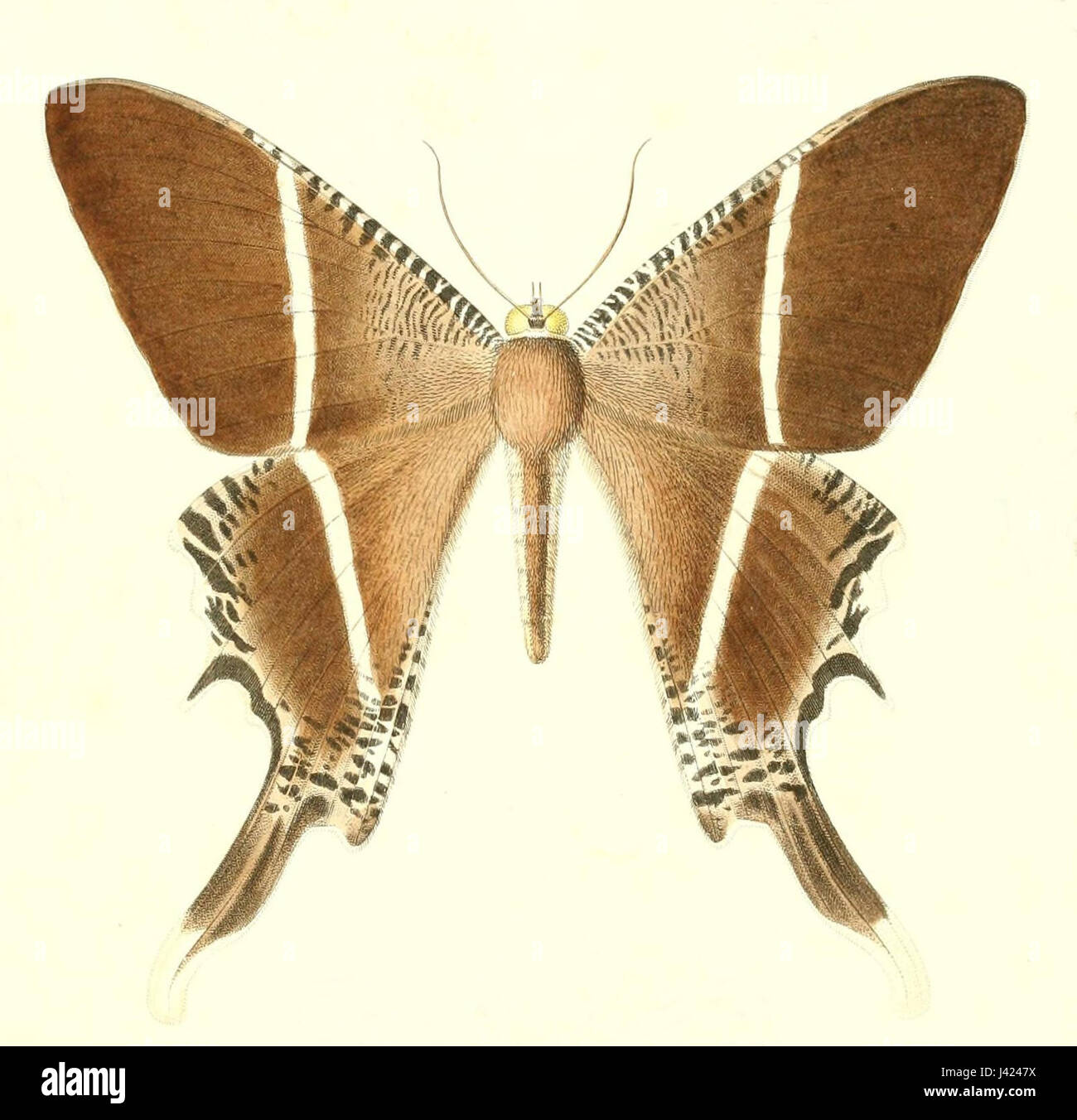 Lyssa hi-res stock photography and images - Alamy