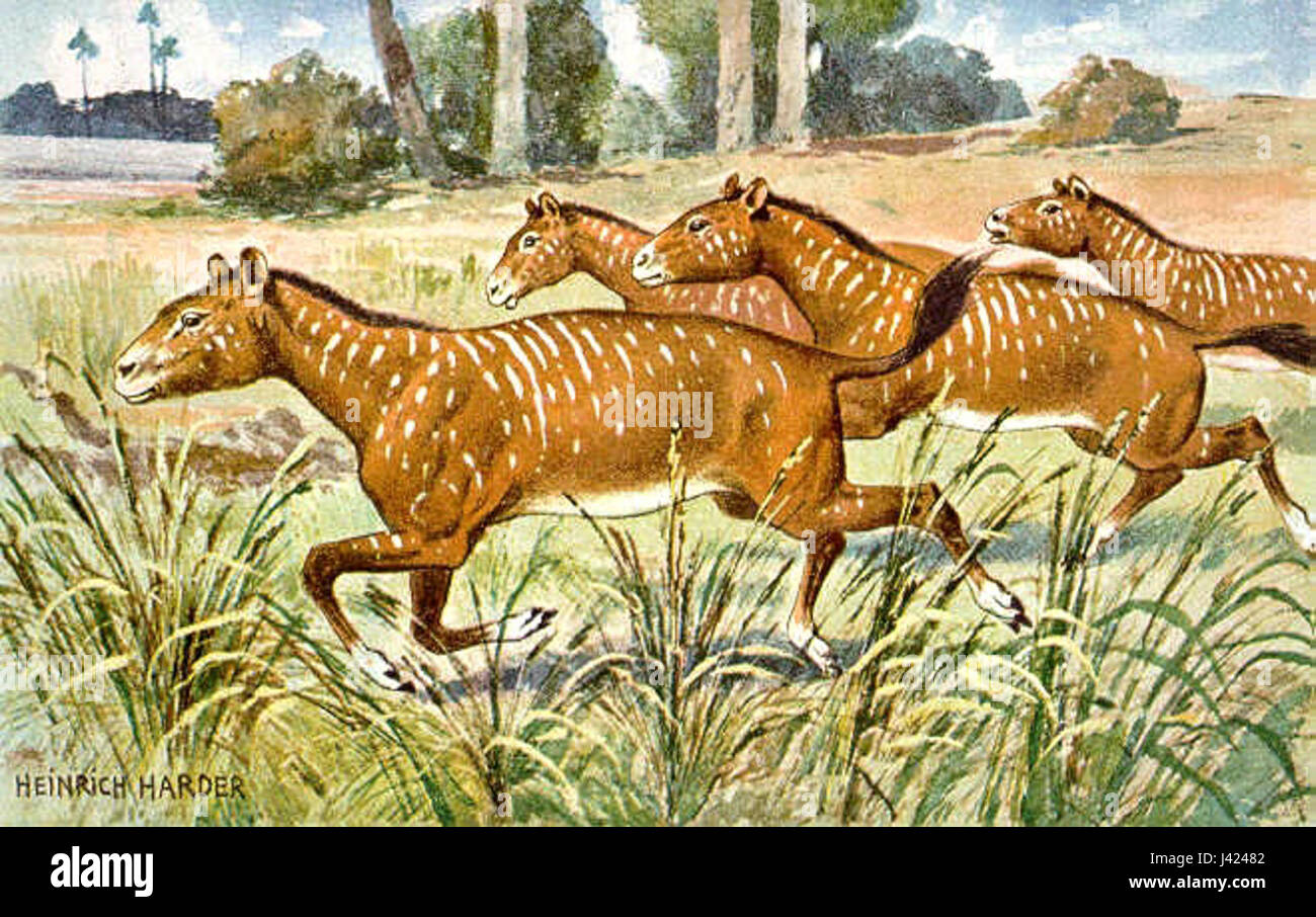Mesohippus was an early genus of horse-like mammals that lived during ...