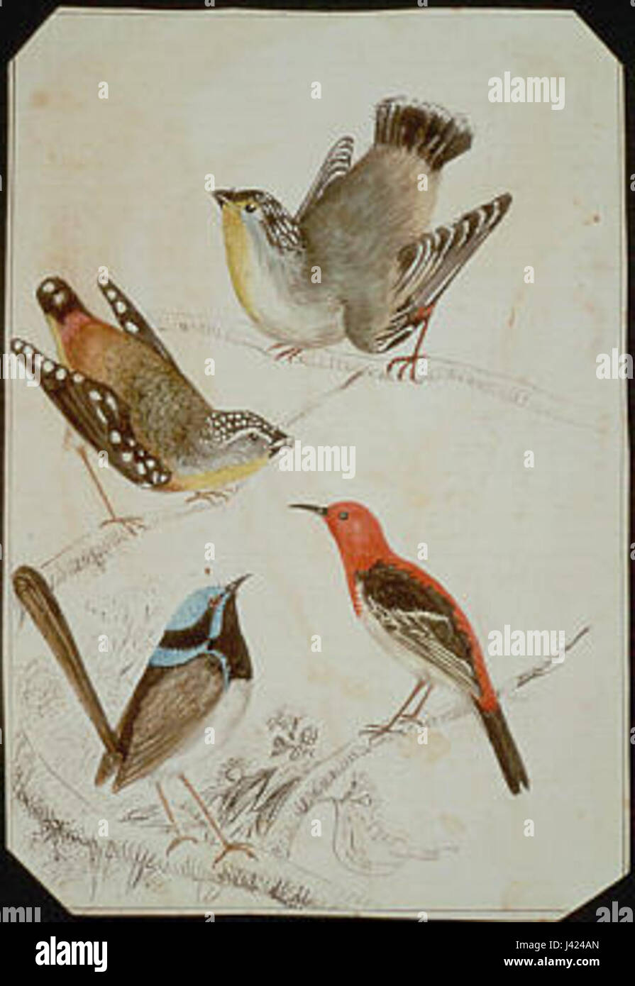Louisa Atkinson (1834â€“1872) was an Australian author and naturalist ...