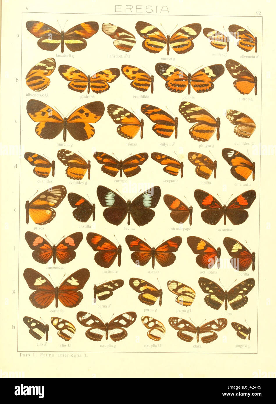 Macrolepidoptera is a term used to describe large moth species within ...