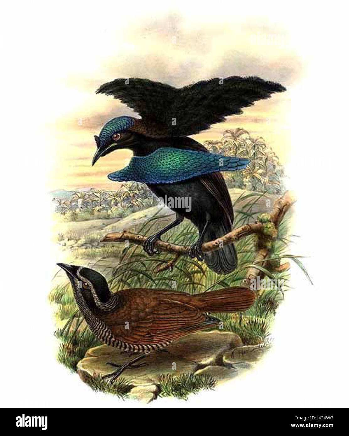 Superb bird of paradise feathers hi-res stock photography and images ...