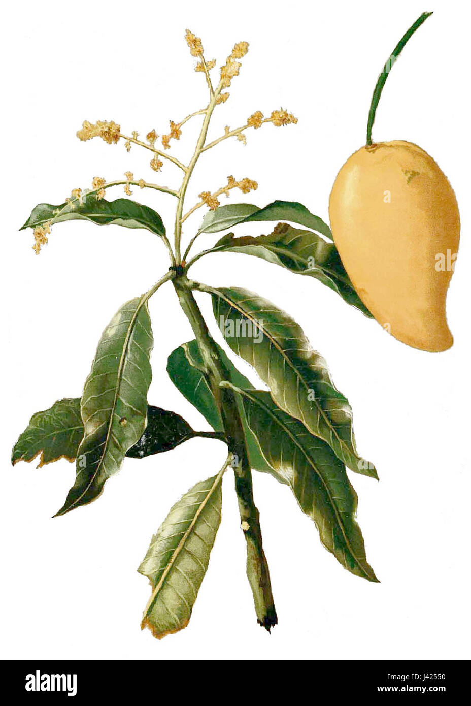 Mangifera rostrata, also known as the yellow mangga, is a species of ...