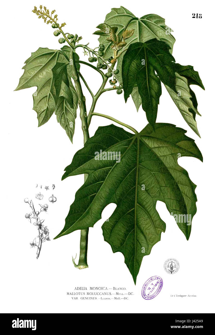 Mallotus moluccanus, also known as the kamala tree, is a species of ...