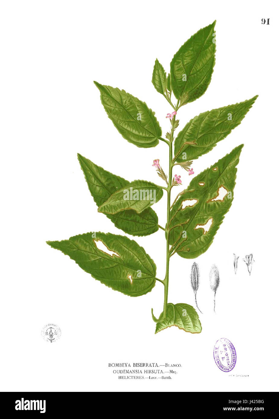 An illustration of a species from the Malvaceae family, created by ...
