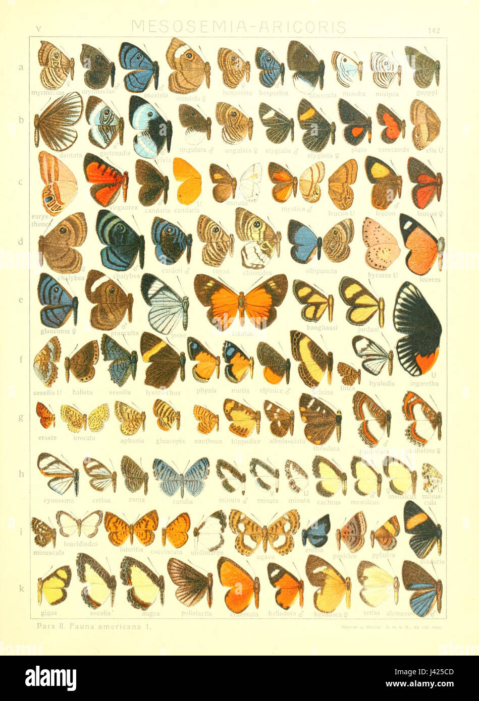 This document is a detailed study on Macrolepidoptera, focusing on the ...