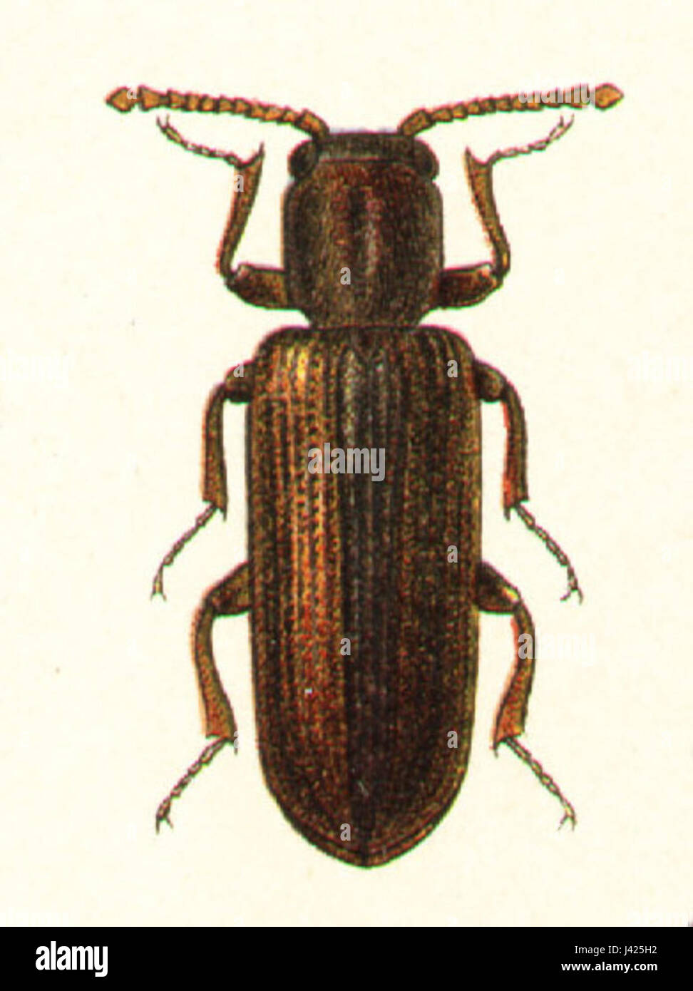 Lyctus suturalis is a species of woodboring beetle that is known for ...