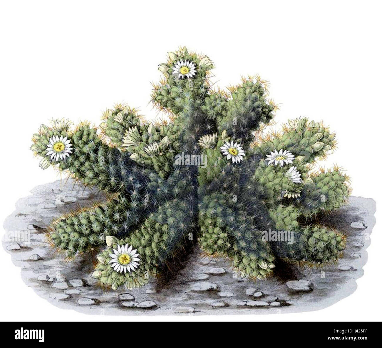 Mammillaria elongata, a species of cactus, is recognized for its ...