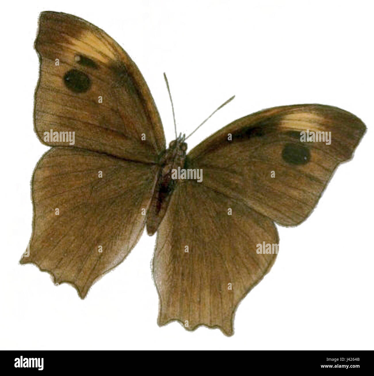 Very distinctive appearance Cut Out Stock Images & Pictures - Alamy