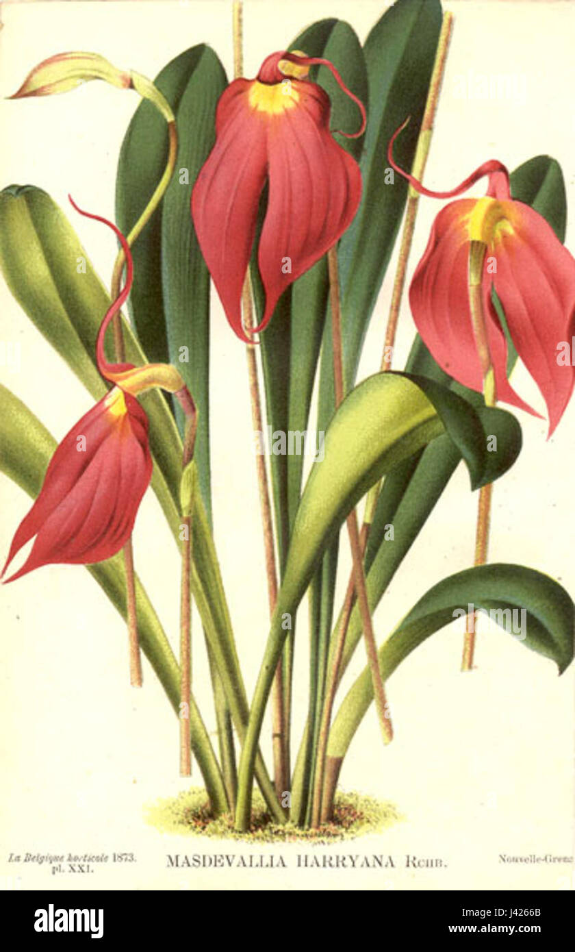 Masdevallia coccinea is a species of orchid native to the highlands of ...