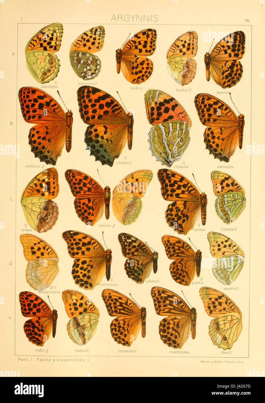 This reference to *Macrolepidoptera* refers to a classification of ...